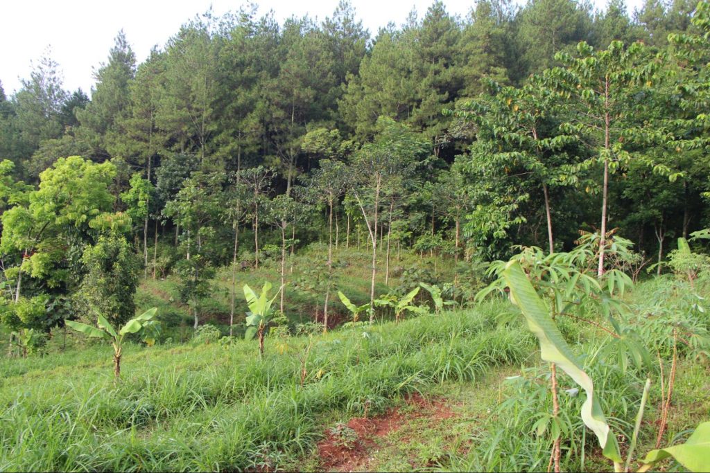 Potensi Flora – gununggeulis