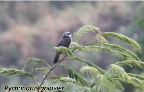 Potensi Fauna – gununggeulis