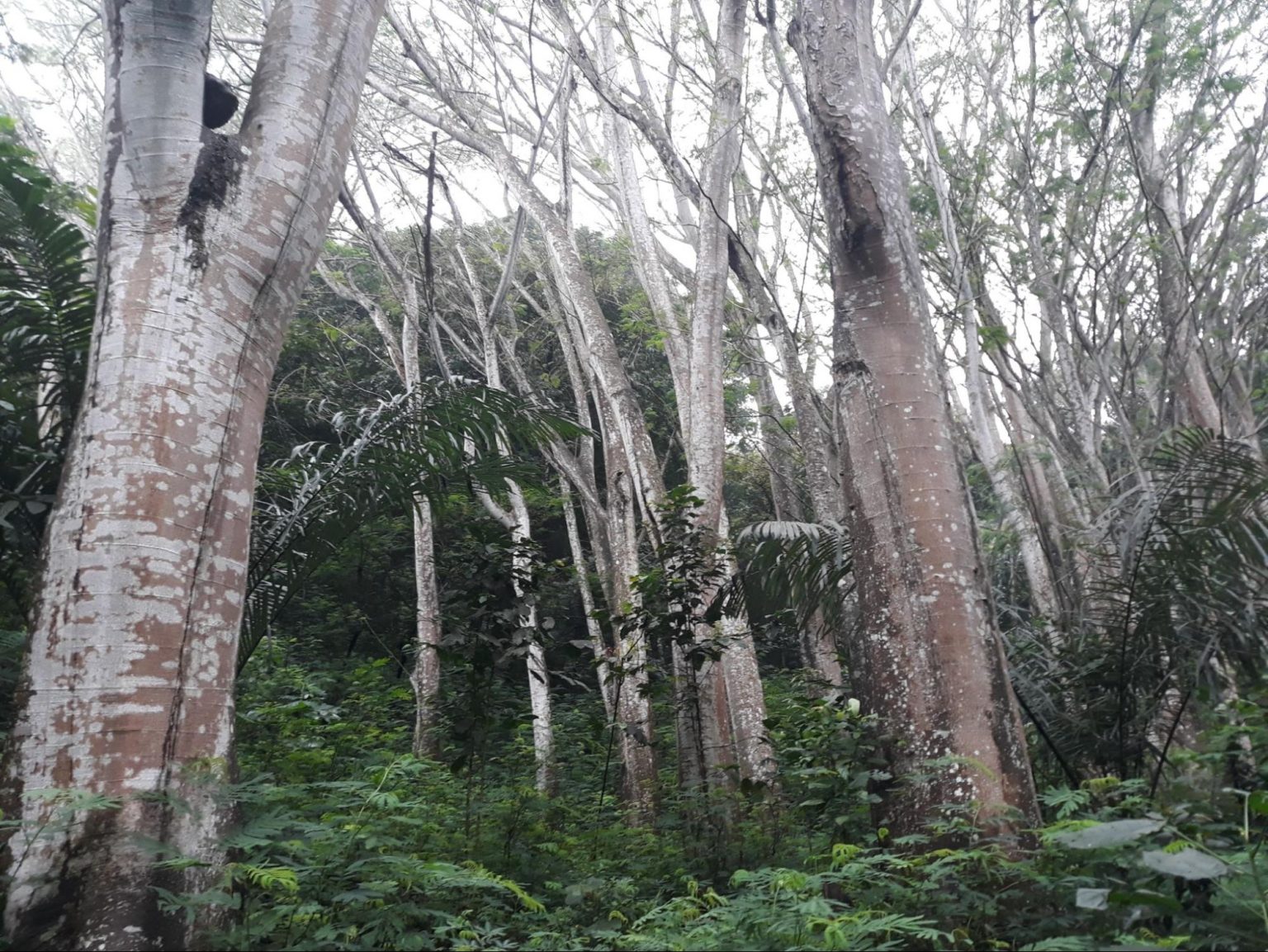 Potensi Flora – gununggeulis